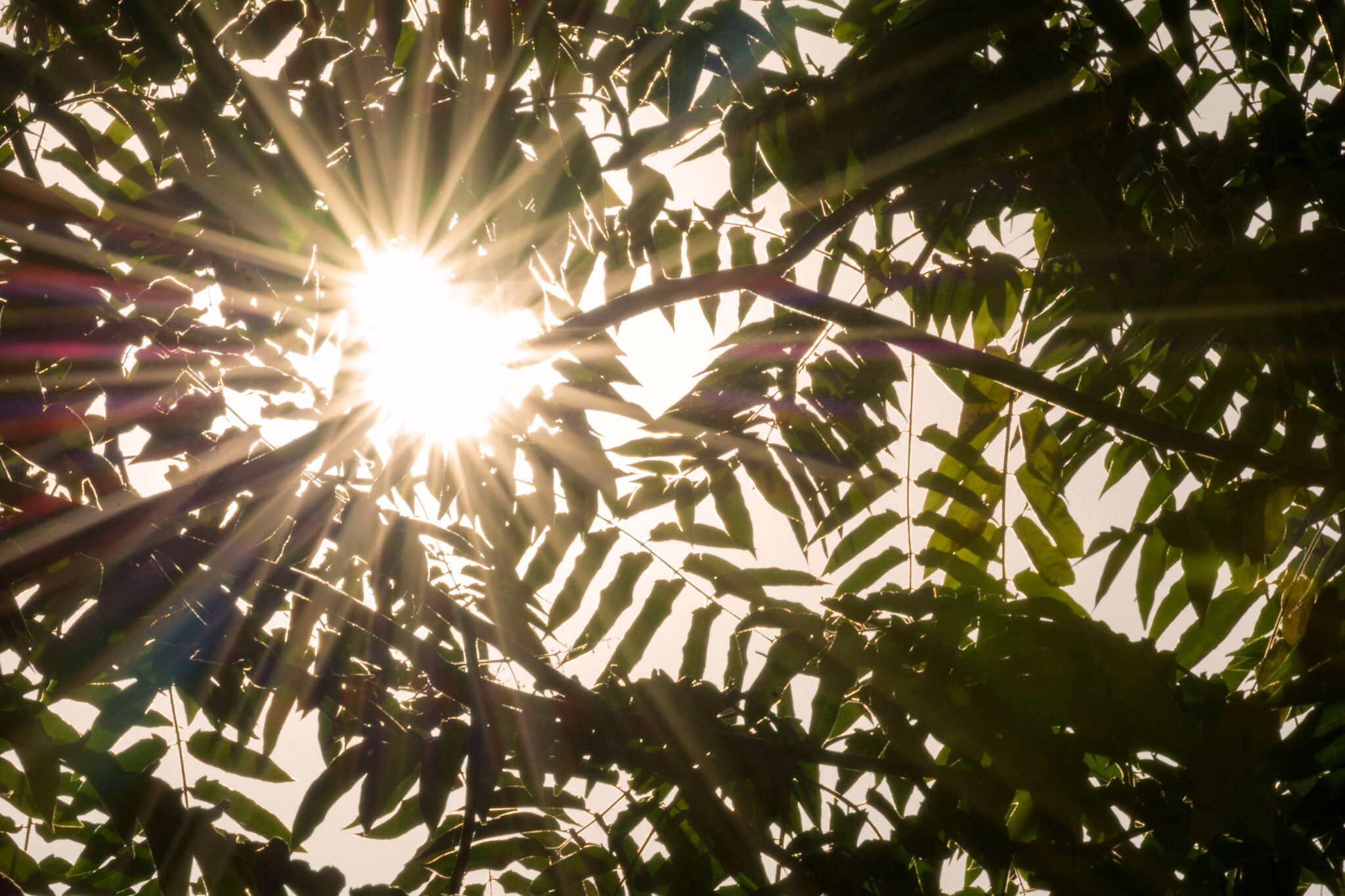 Sun rays passing through leaves | Copyright-free photo (by M. Vorel ...