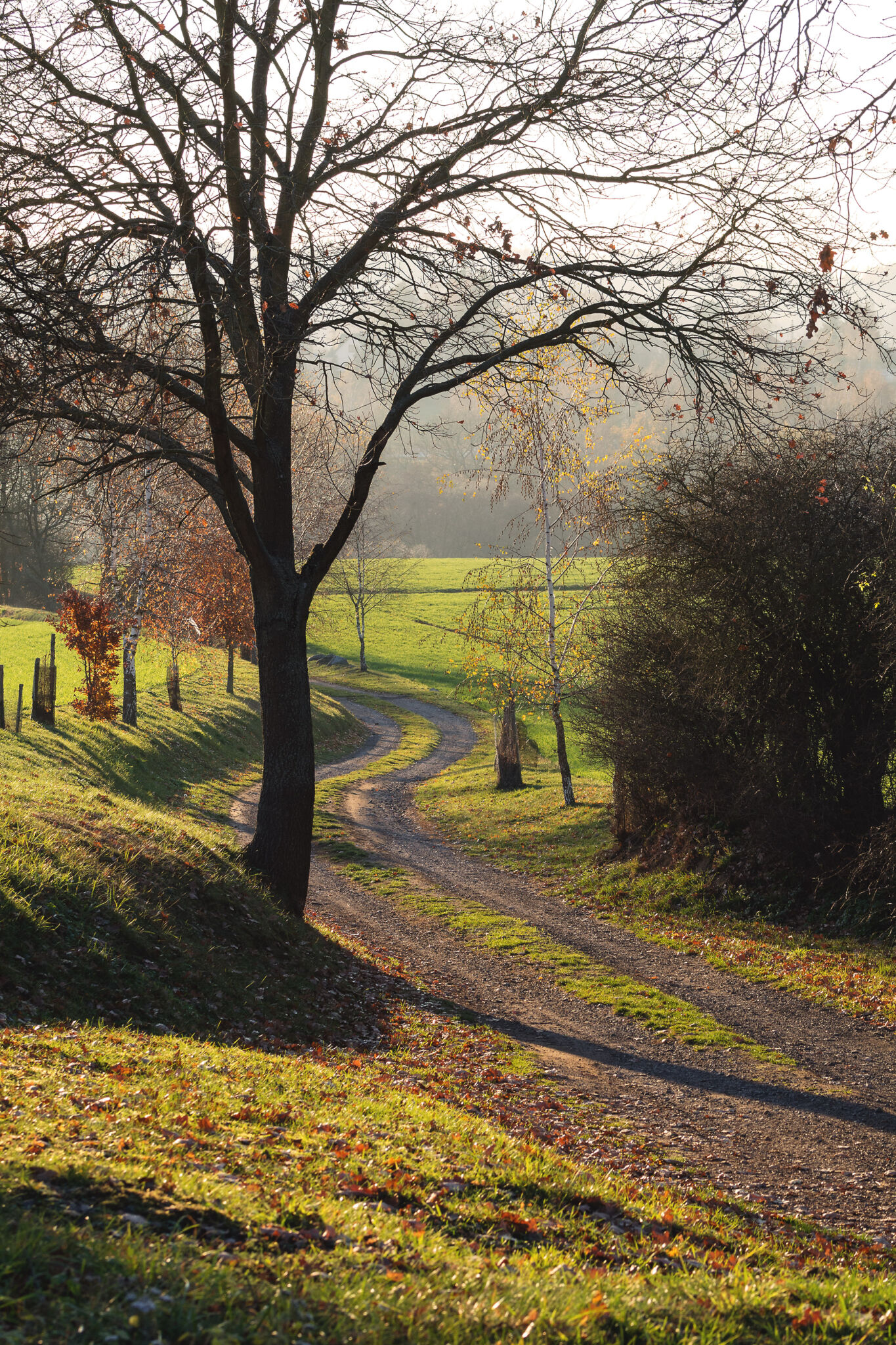 Tree near the way | Copyright-free photo (by M. Vorel) | LibreShot