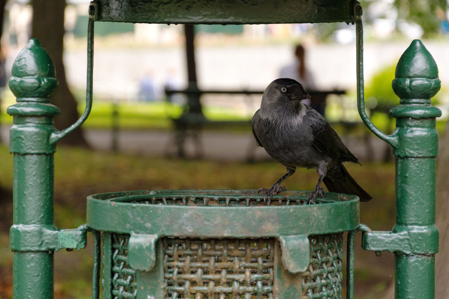 Crow on the park waste basket | Copyright-free photo (by M. Vorel ...