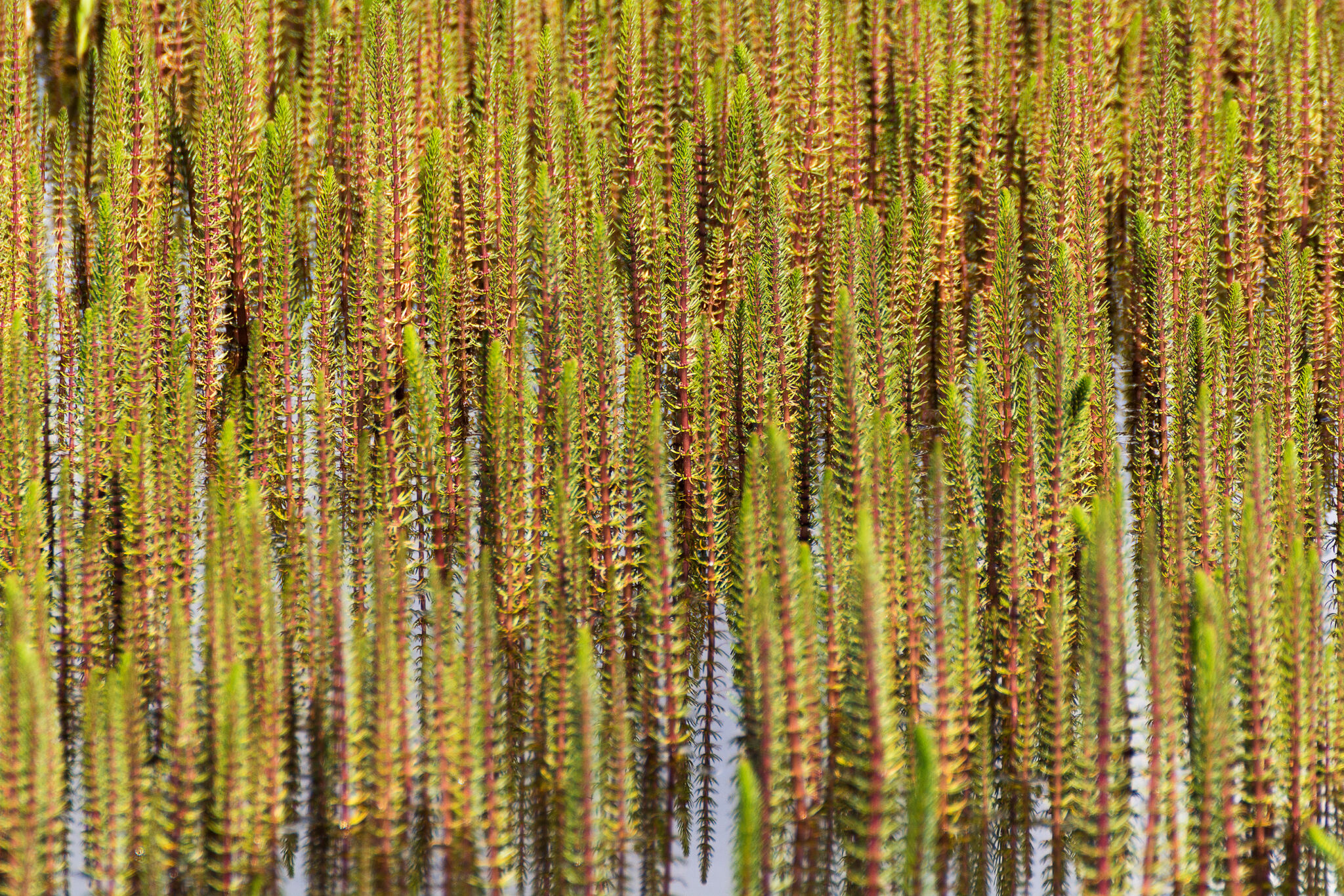 Nature Pattern - Lake Aquatic Flowers | Copyright-free photo (by M ...