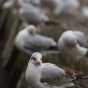 Angry Pigeon | Copyright-free photo (by M. Vorel) | LibreShot
