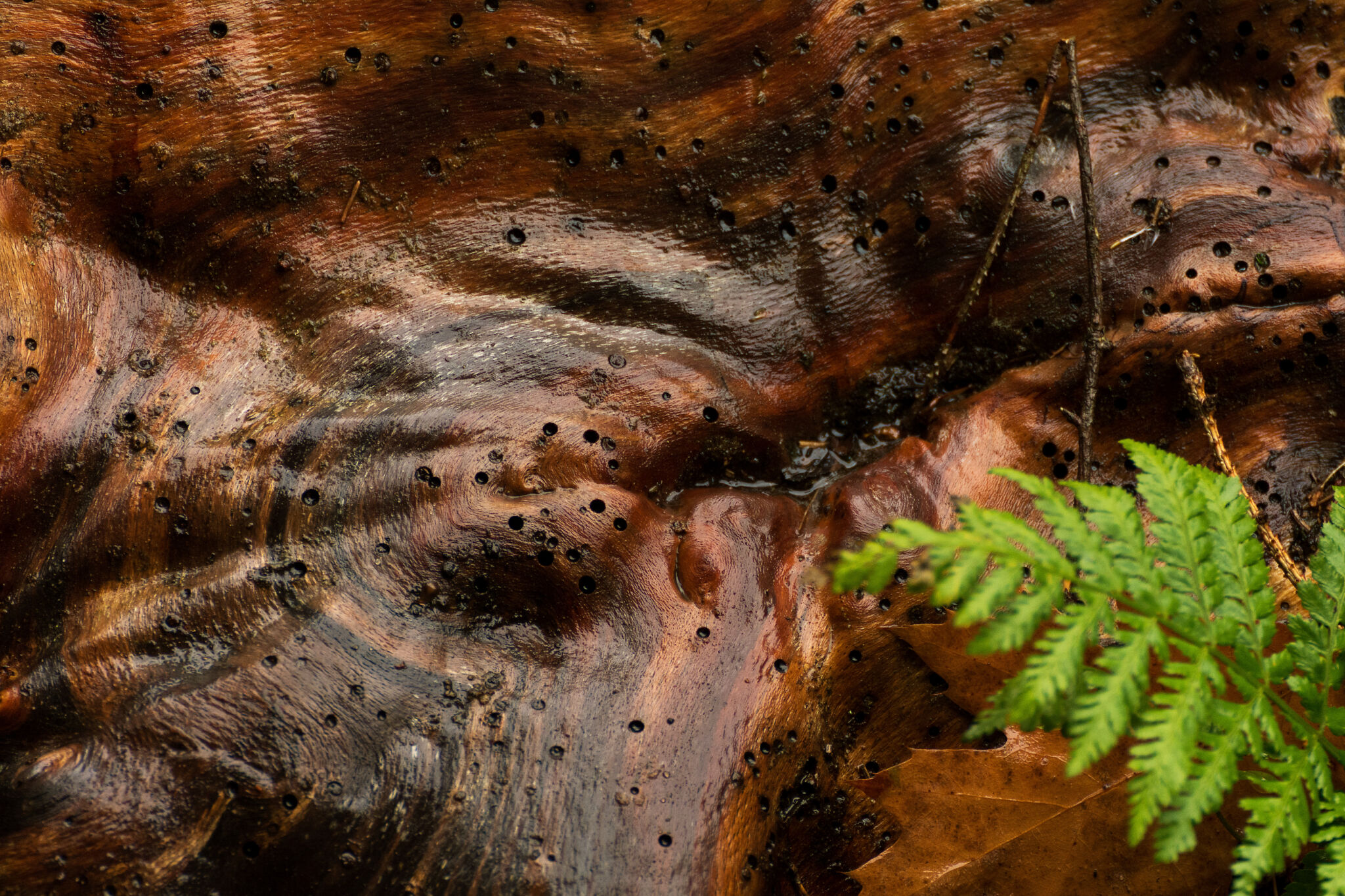 Wet wood in forest | Copyright-free photo (by M. Vorel) | LibreShot
