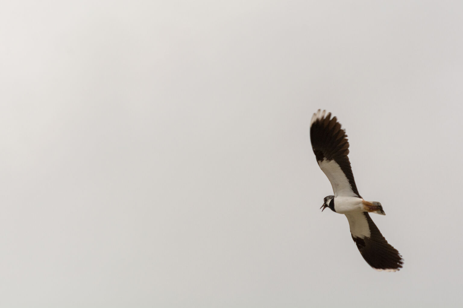 Flying northern lapwing | Copyright-free photo (by M. Vorel) | LibreShot