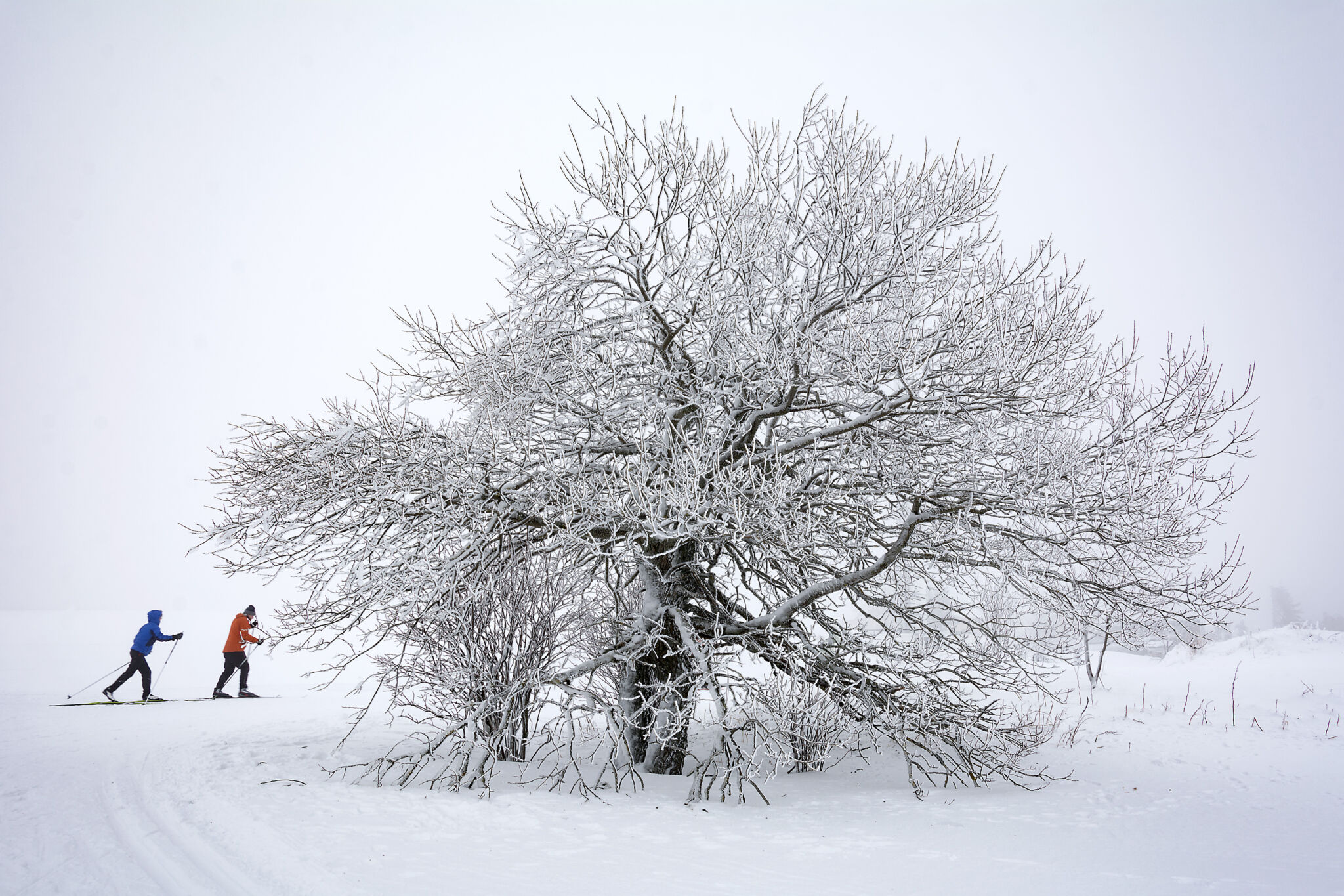 Snow, tree and skate skiers | Copyright-free photo (by M. Vorel ...