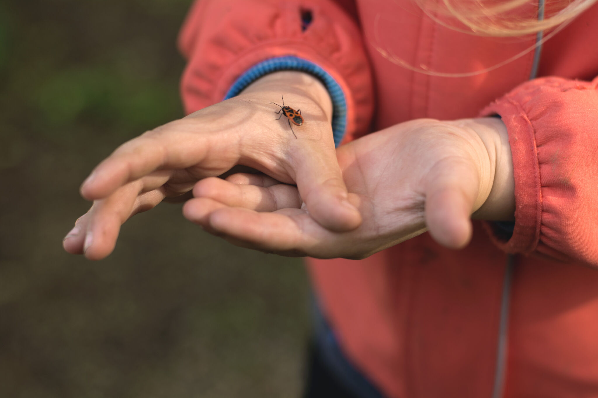 Firebug on Children Hand | Copyright-free photo (by M. Vorel) | LibreShot