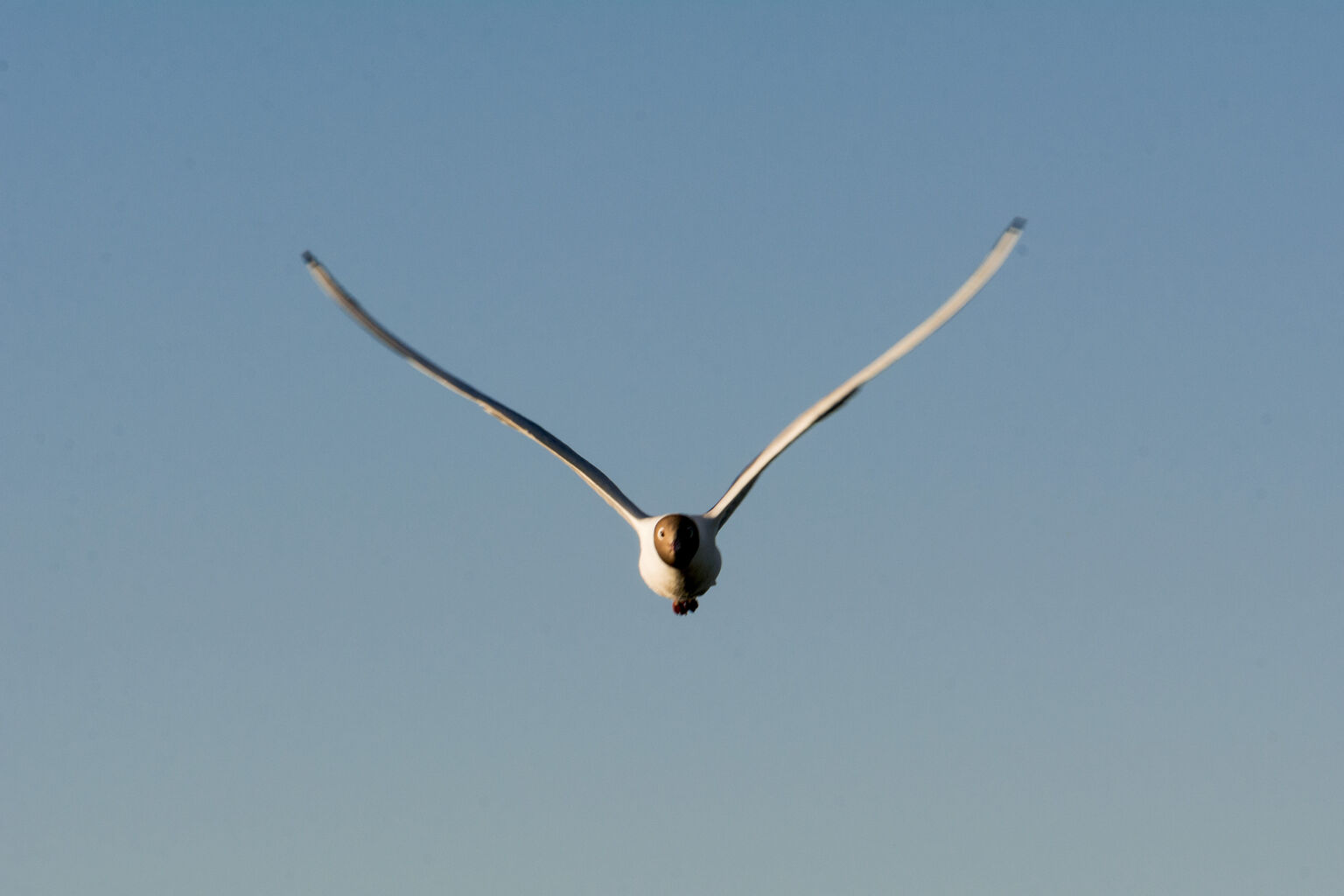 Seagull flying in the blue sky | Copyright-free photo (by M. Vorel ...