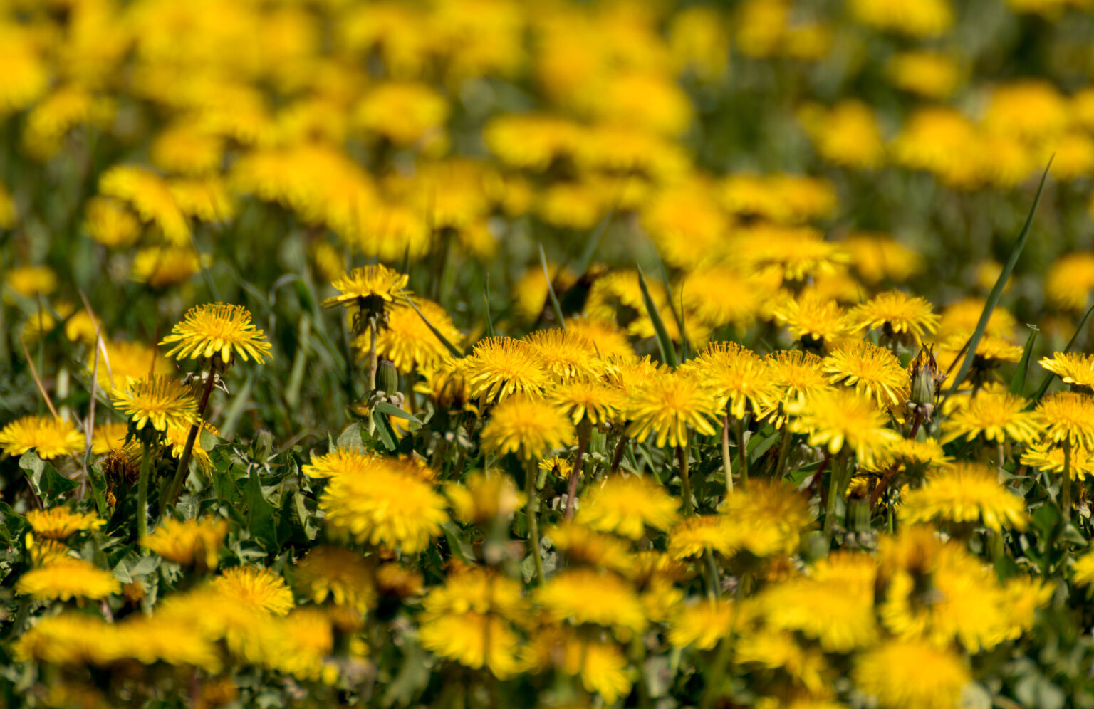 Yellow Dandelion Fields | Copyright-free photo (by M. Vorel) | LibreShot
