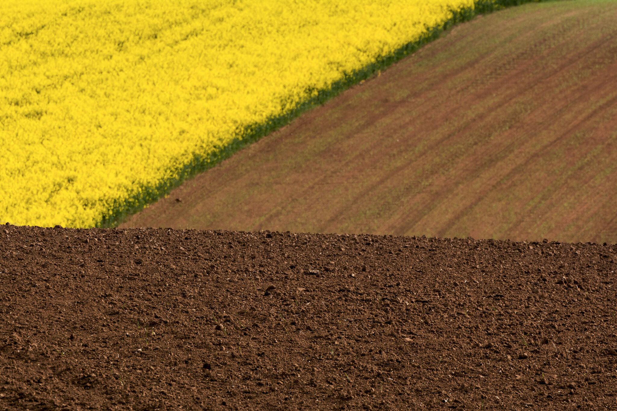 Minimalist Colorful Field Photo | Copyright-free photo (by M. Vorel ...