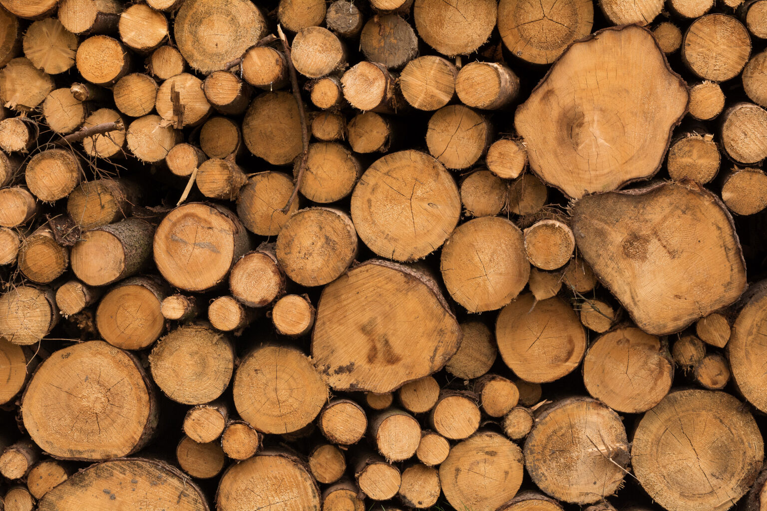 Stacked Logs | Copyright-free photo (by M. Vorel) | LibreShot