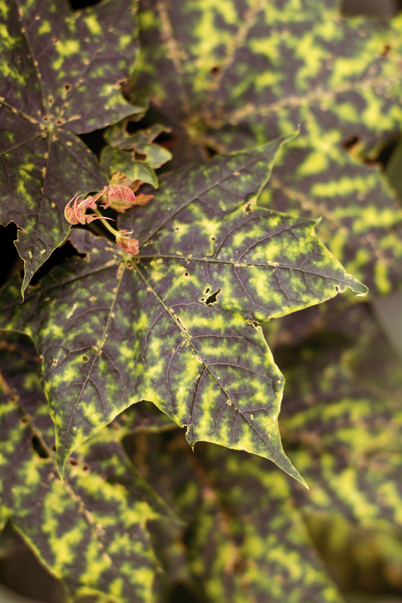 Mottled Leaf | Copyright-free photo (by M. Vorel) | LibreShot