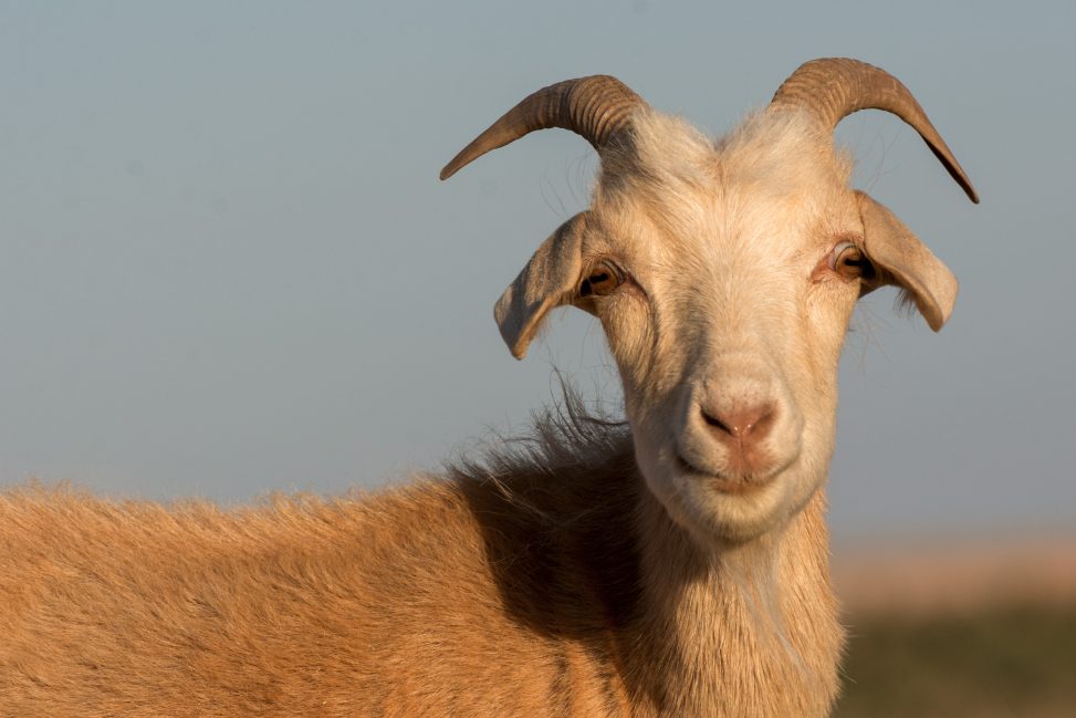 White Goat Face | Copyright-free photo (by M. Vorel) | LibreShot