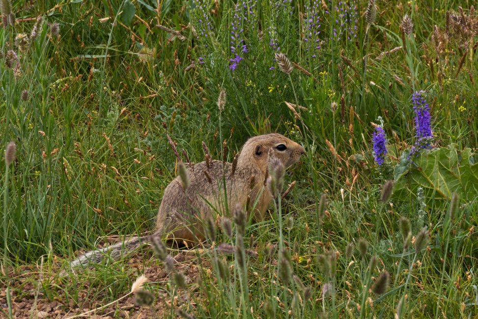 Long-tailed ground squirrel | Copyright-free photo (by M. Vorel ...