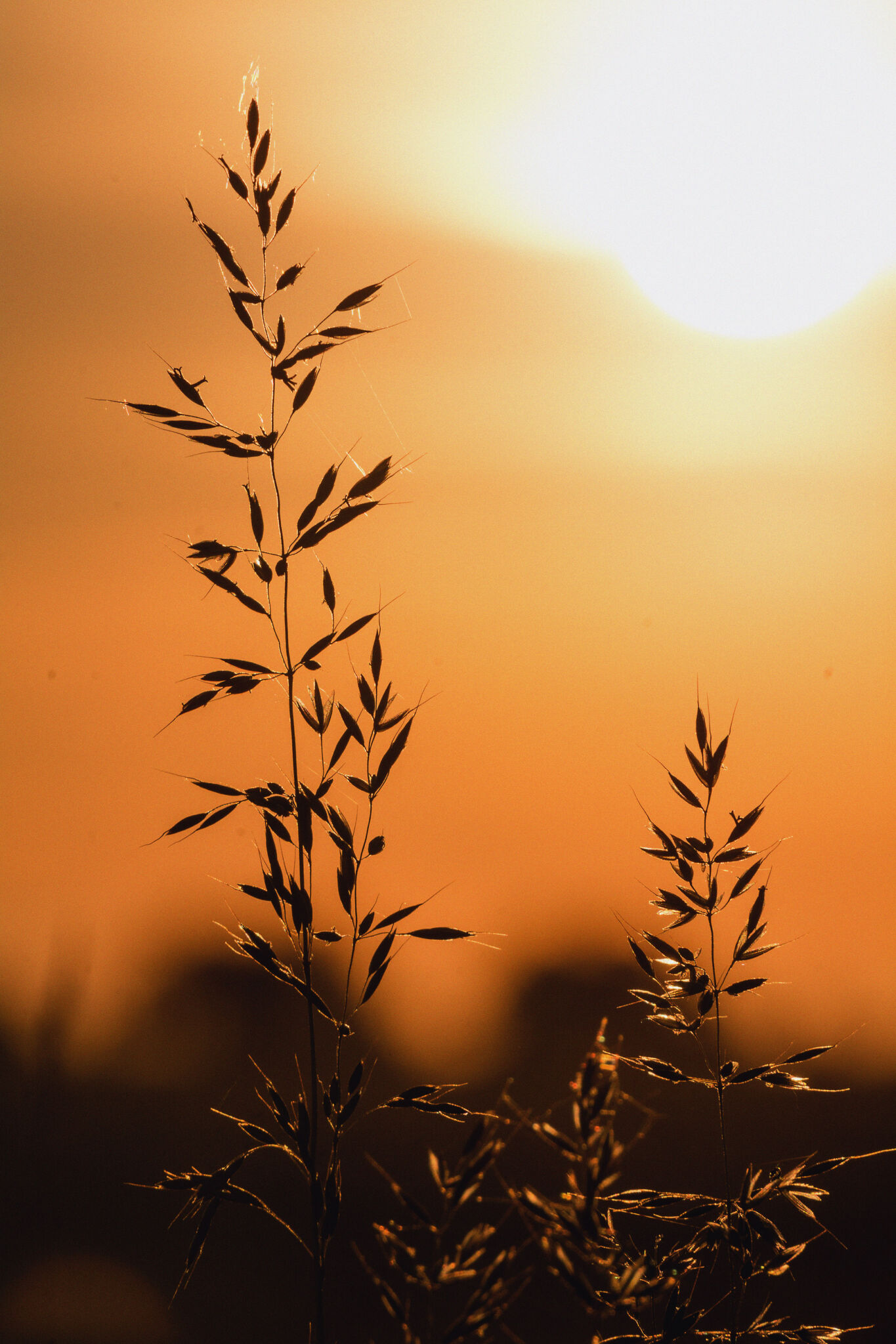 Autumn Grass On Meadow Close-Up | Copyright-free photo (by M. Vorel ...