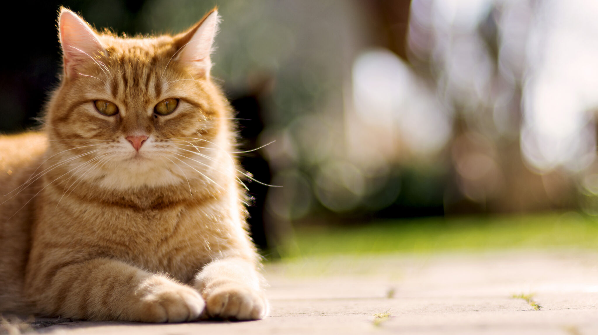 Portrait of Lying Cat | Copyright-free photo (by M. Vorel) | LibreShot