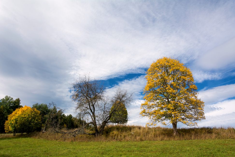 Autumn Trees | Copyright-free photo (by M. Vorel) | LibreShot