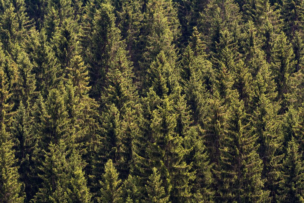 Forest Trees Pattern | Copyright-free photo (by M. Vorel) | LibreShot