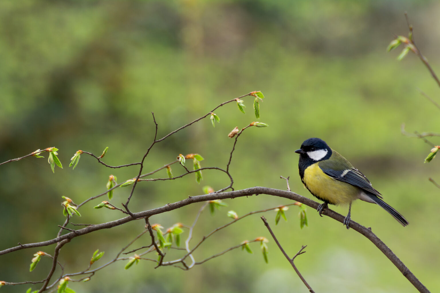 Great Tit Bird | Copyright-free photo (by M. Vorel) | LibreShot