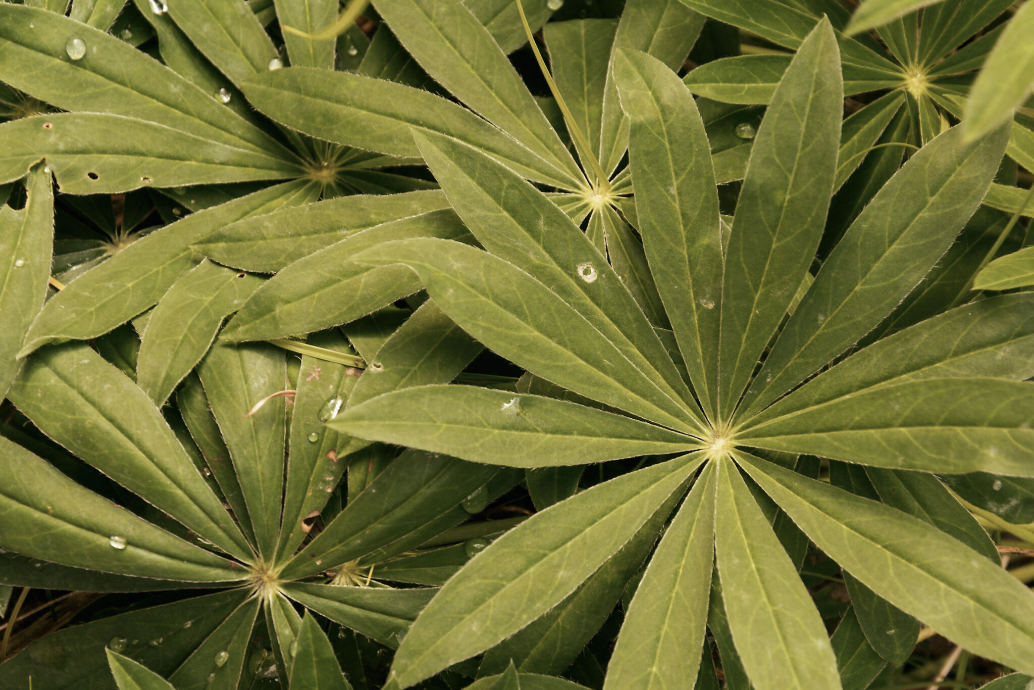Star Shaped Green Leaves Close-Up | Copyright-free photo (by M. Vorel ...