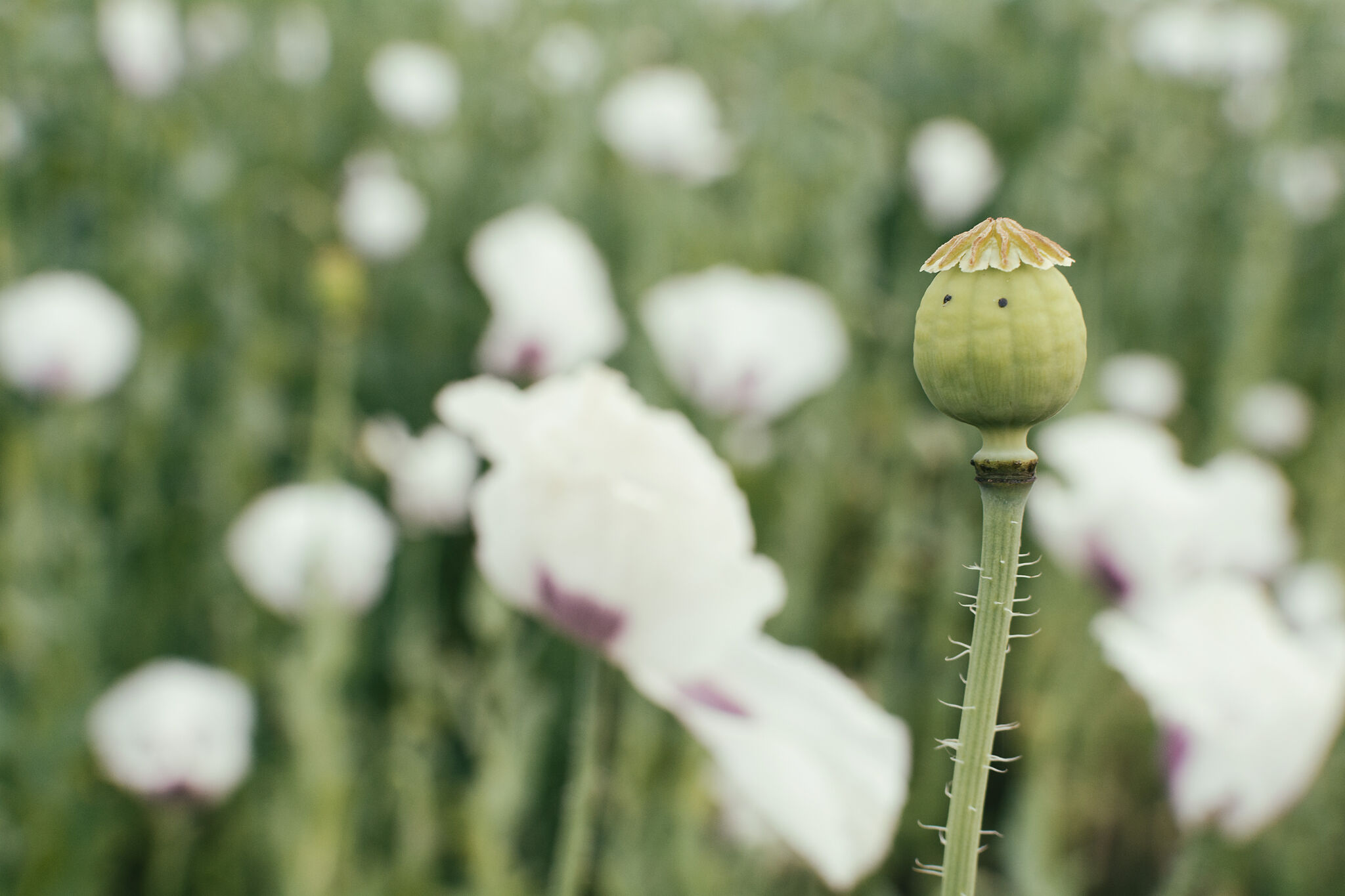 Green Poppy Pods | Copyright-free photo (by M. Vorel) | LibreShot