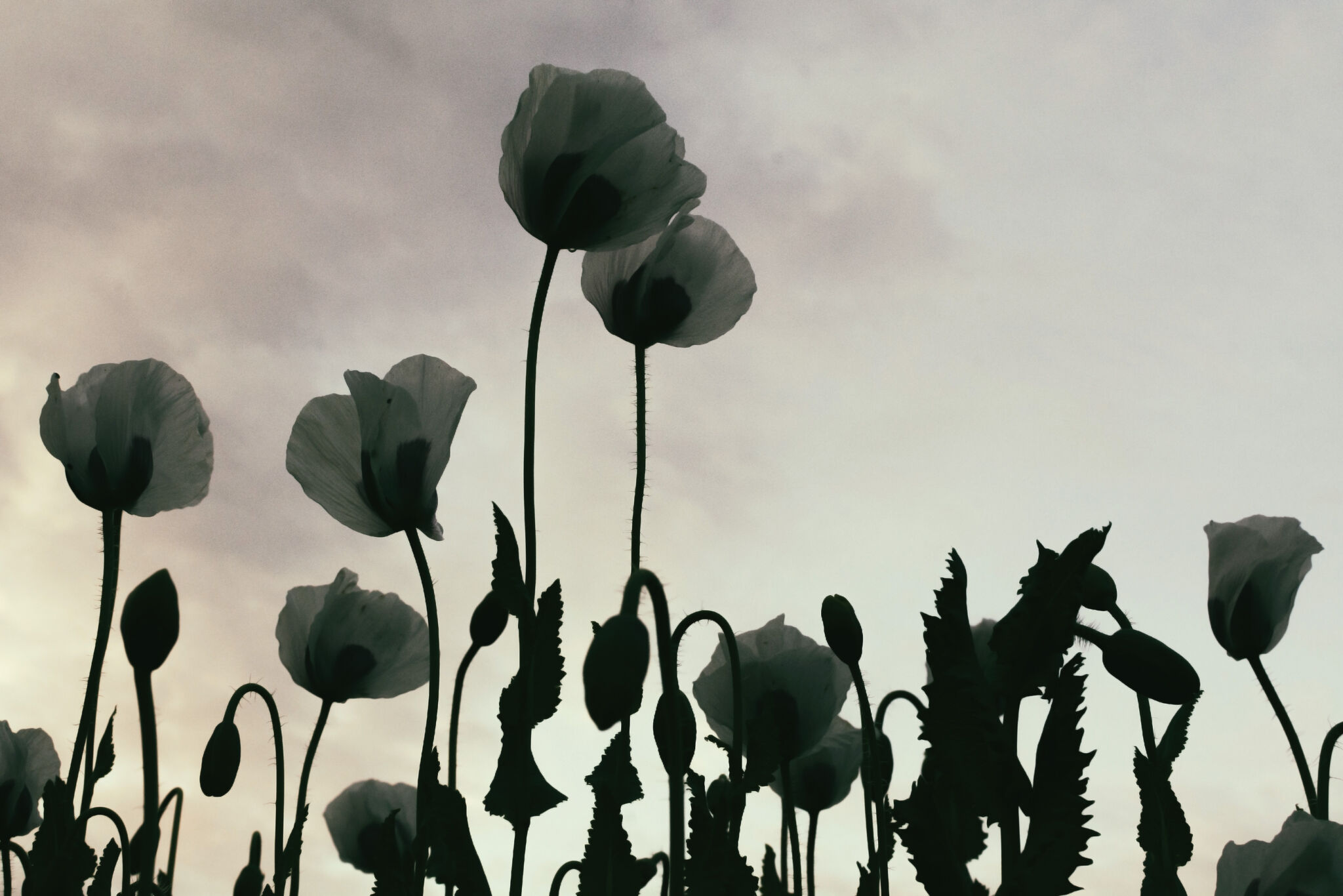 Poppy Flowers | Copyright-free photo (by M. Vorel) | LibreShot