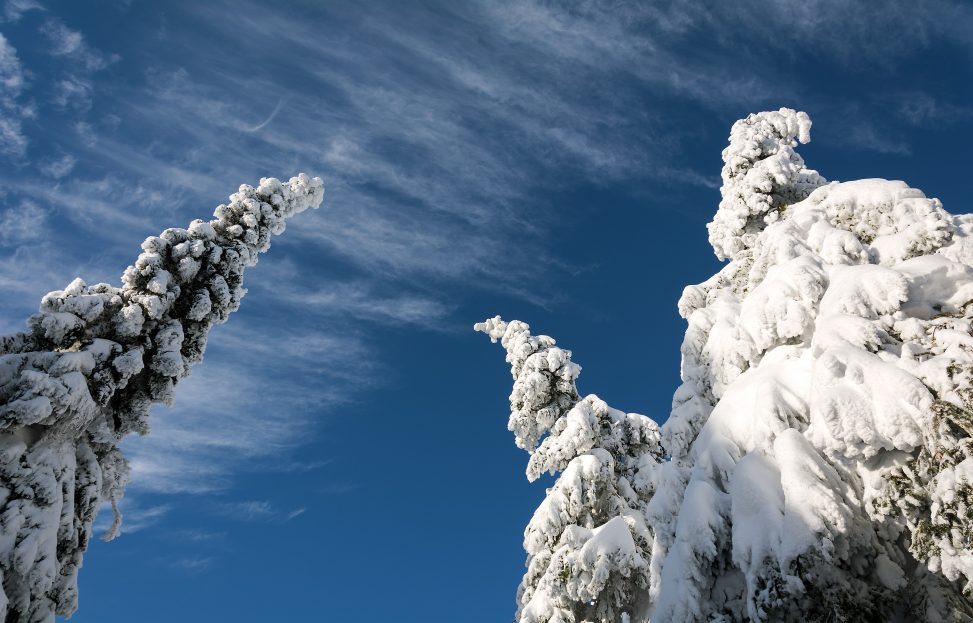 Snowy Trees and Blue Sky | Copyright-free photo (by M. Vorel) | LibreShot