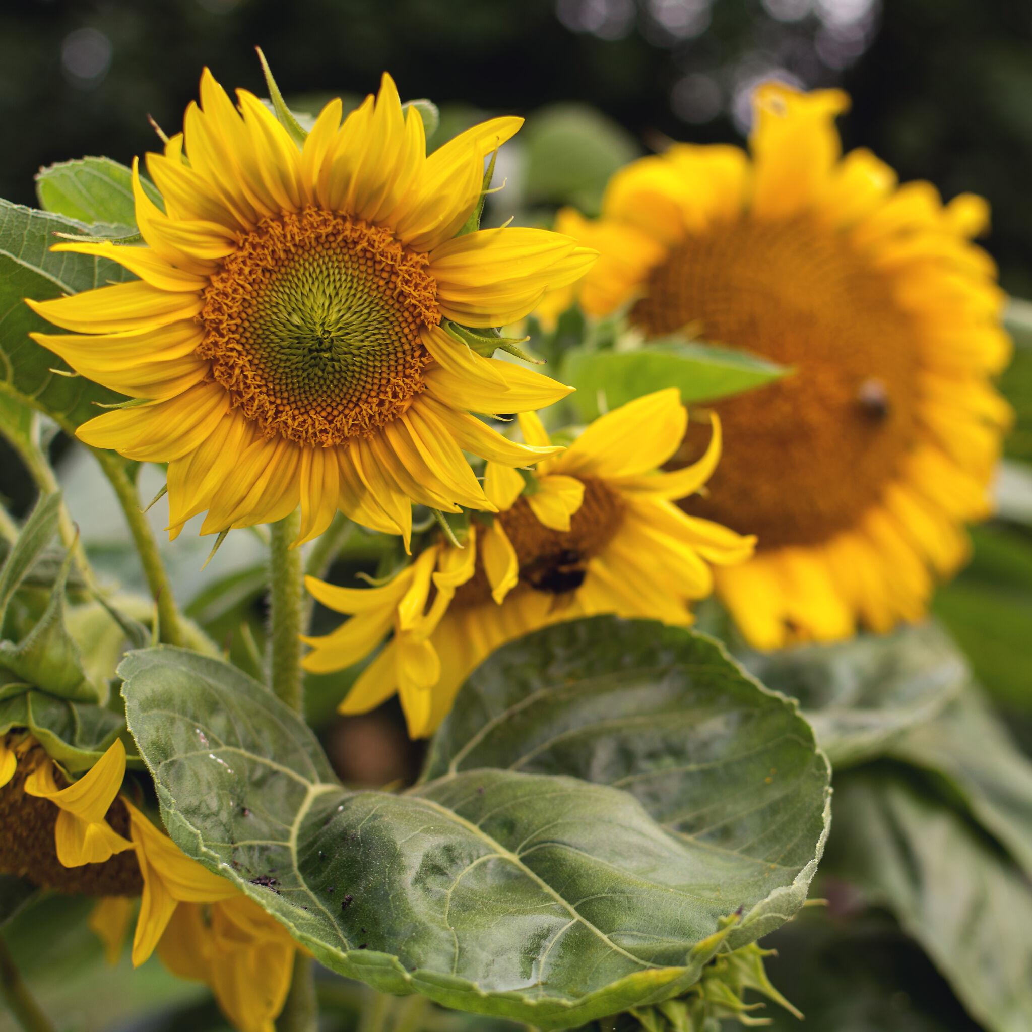 Beautiful Sunflowers | Copyright-free photo (by M. Vorel) | LibreShot