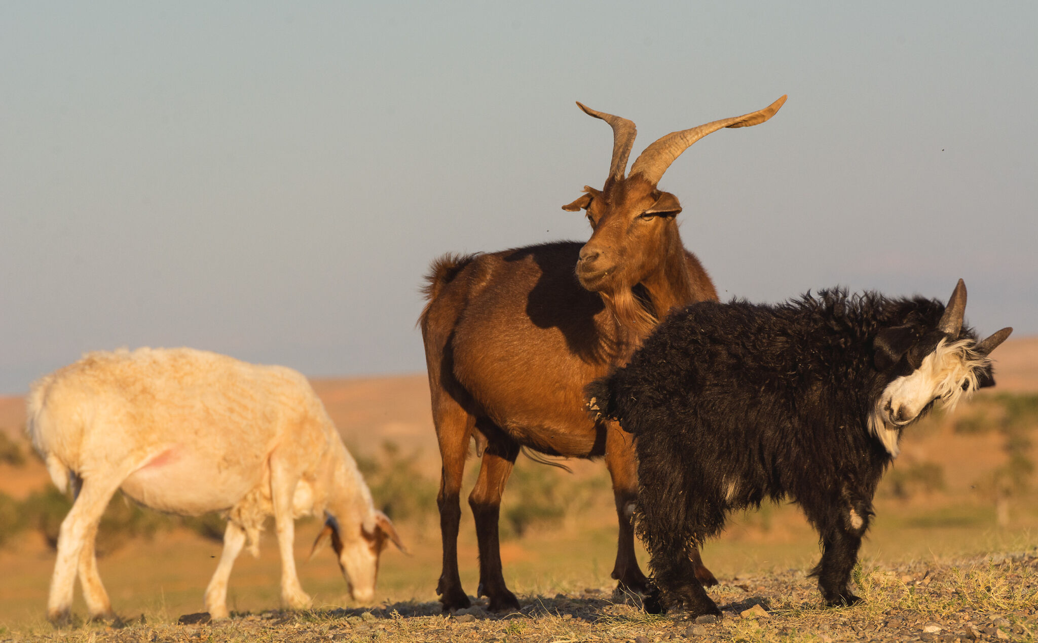Three Goats and Three Colors | Copyright-free photo (by M. Vorel ...