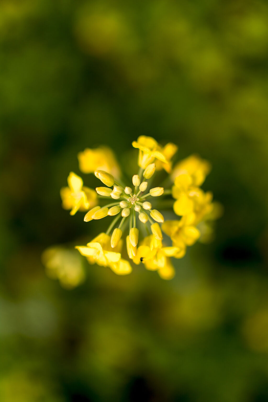 Canola Rape Flower Close-Up | Copyright-free photo (by M. Vorel ...