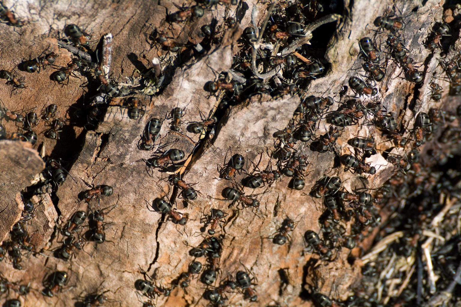 Ants on the Bark of a Tree | Copyright-free photo (by M. Vorel) | LibreShot