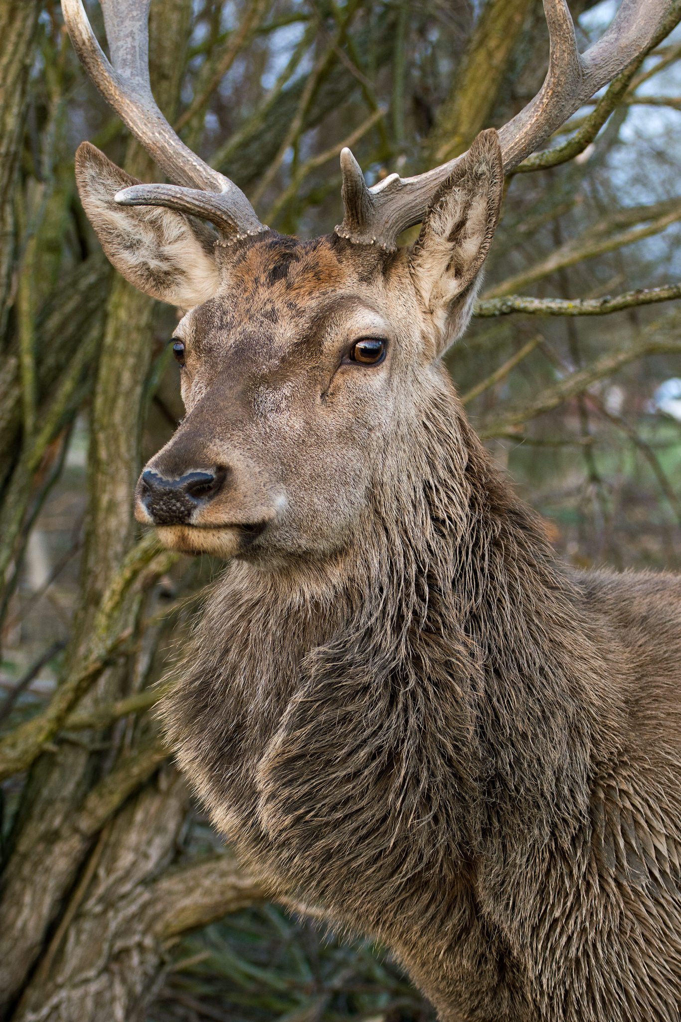 Red Deer | Copyright-free photo (by M. Vorel) | LibreShot