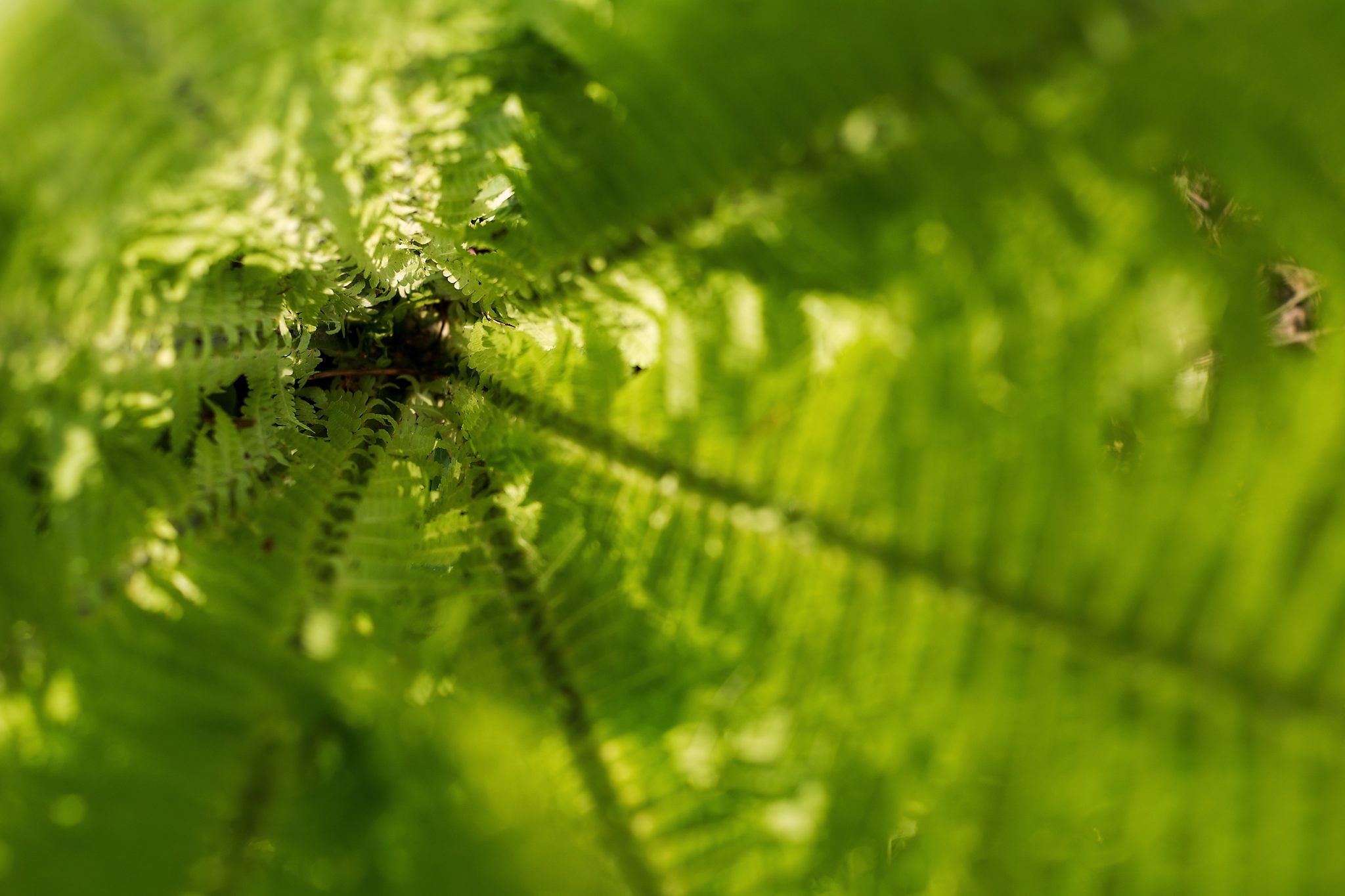 Fern Close-Up | Copyright-free photo (by M. Vorel) | LibreShot