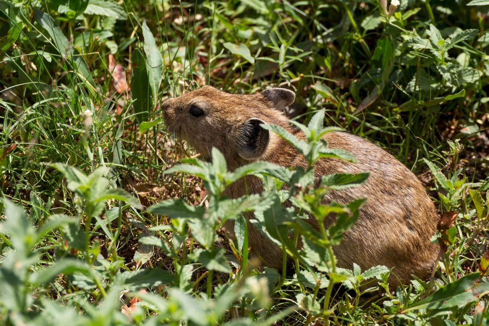 Pallas's Pika | Copyright-free photo (by M. Vorel) | LibreShot