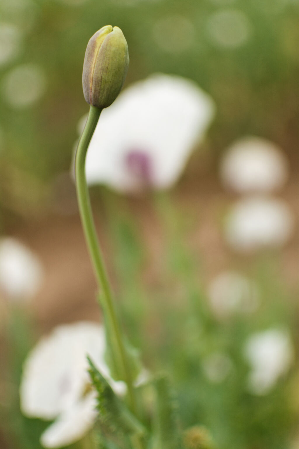 White Poppy Flower Bud | Copyright-free photo (by M. Vorel) | LibreShot