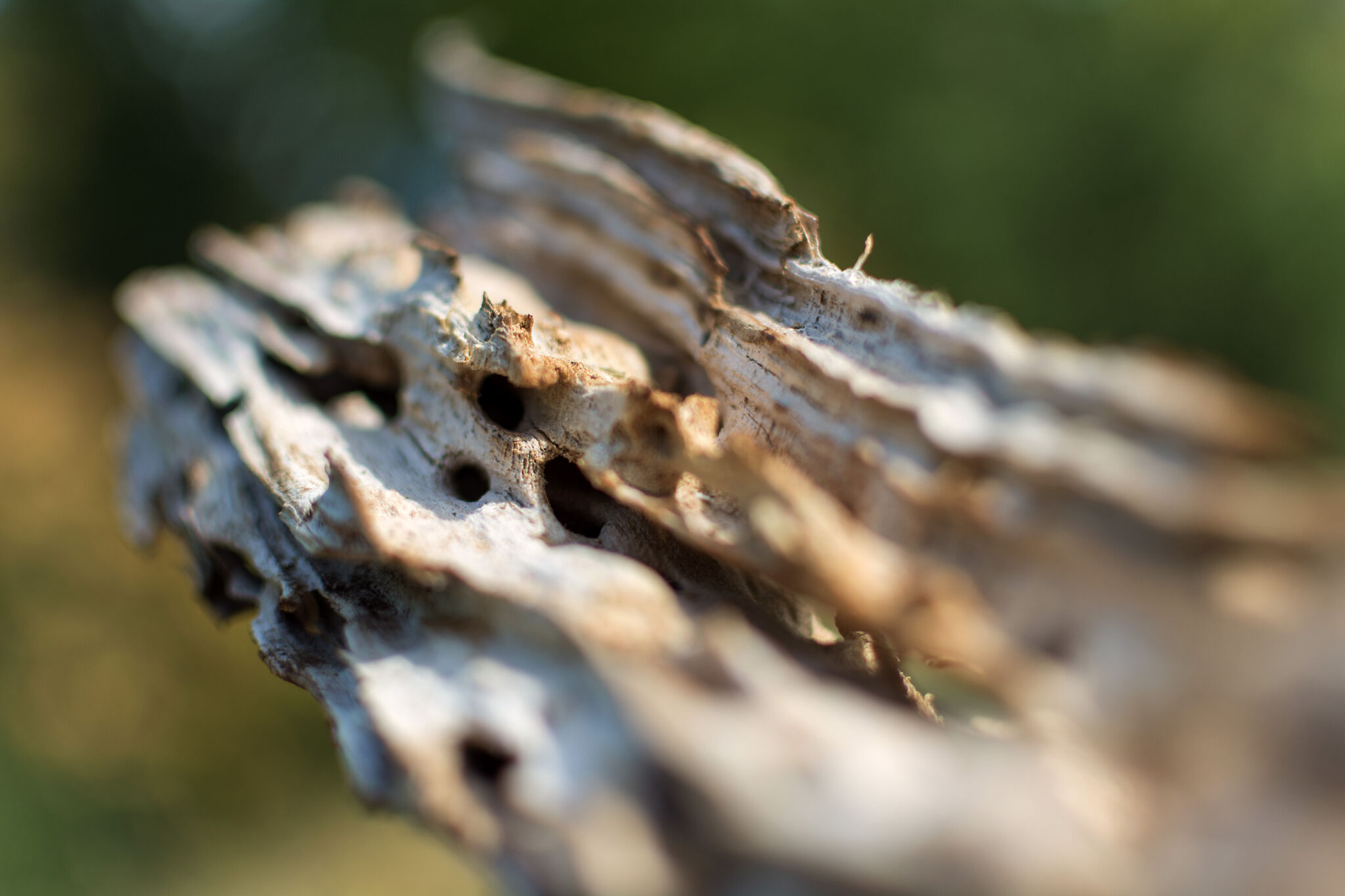 Wood Eaten by Bark Beetle | Copyright-free photo (by M. Vorel) | LibreShot