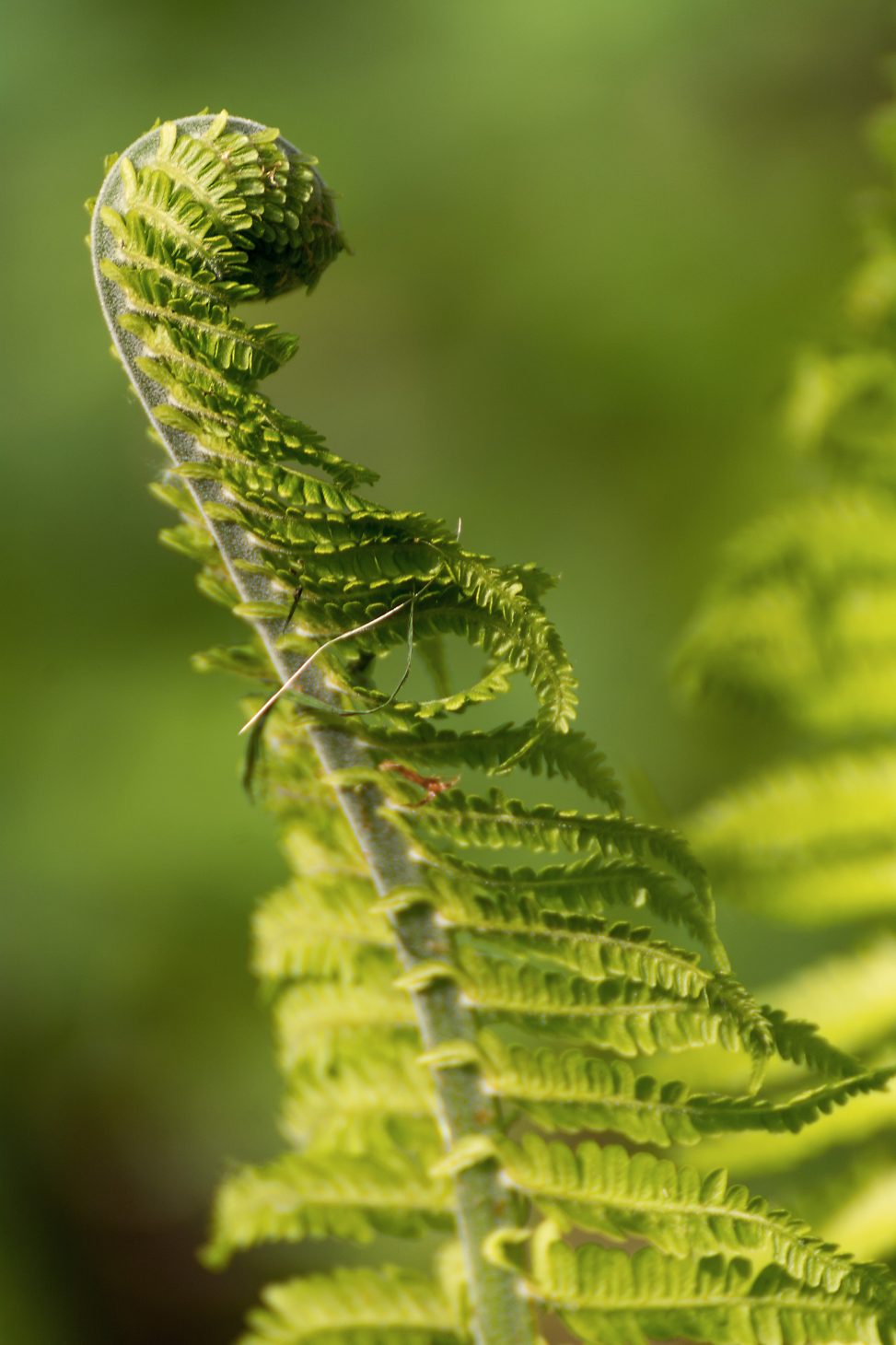 Fibonacci Fern Spiral | Copyright-free photo (by M. Vorel) | LibreShot