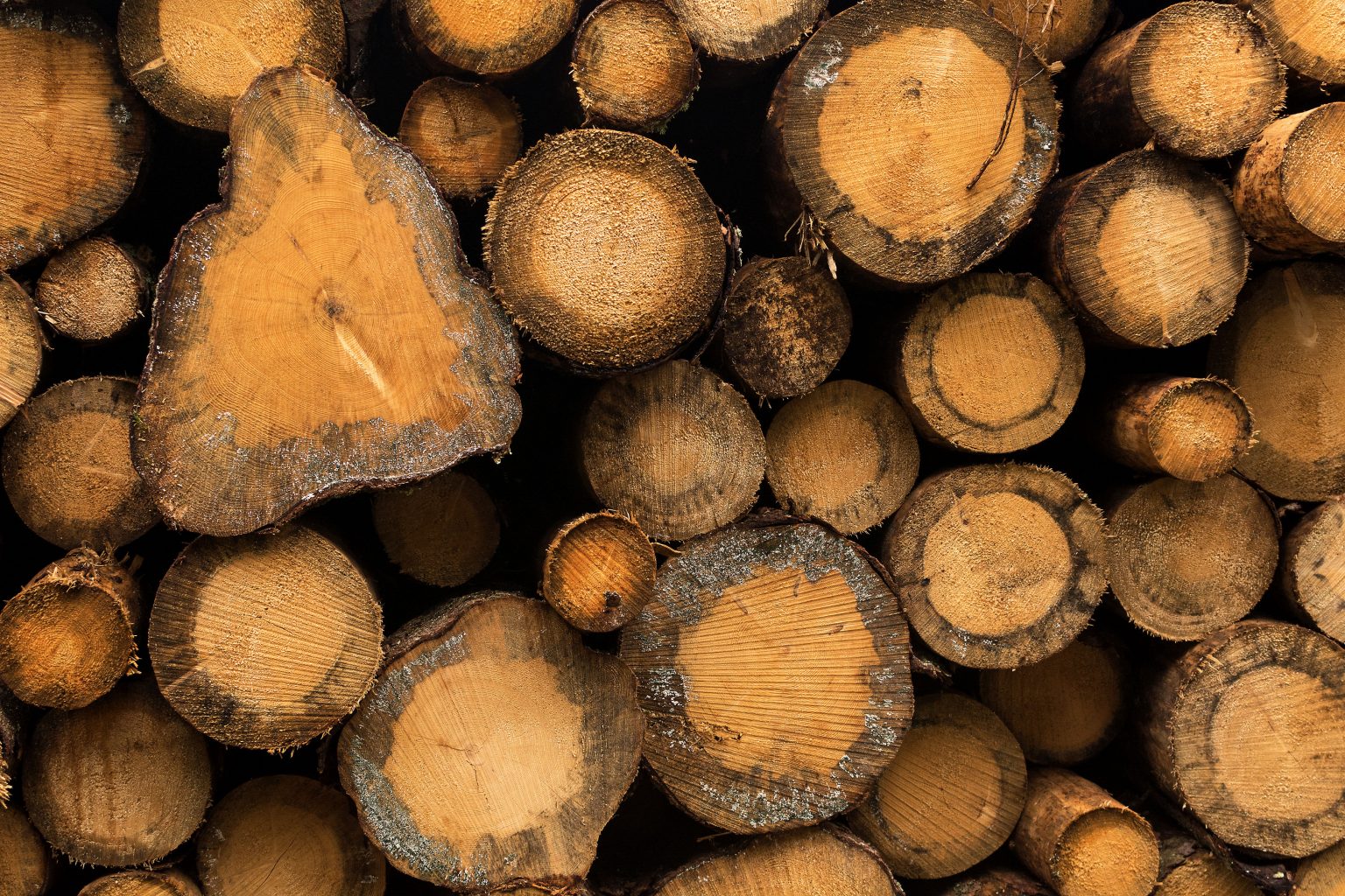 Circle Cut Logs Stacked in a Forest | Copyright-free photo (by M. Vorel ...