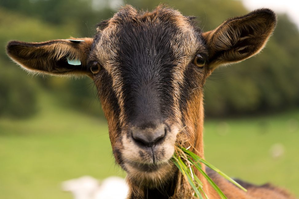 Portrait of a Brown Goat | Copyright-free photo (by M. Vorel) | LibreShot