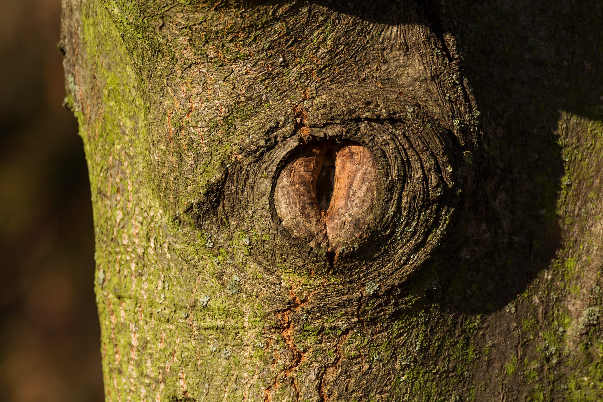 Eye on Tree Bark | Copyright-free photo (by M. Vorel) | LibreShot
