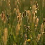 Evening Field | Free Stock Photo | LibreShot