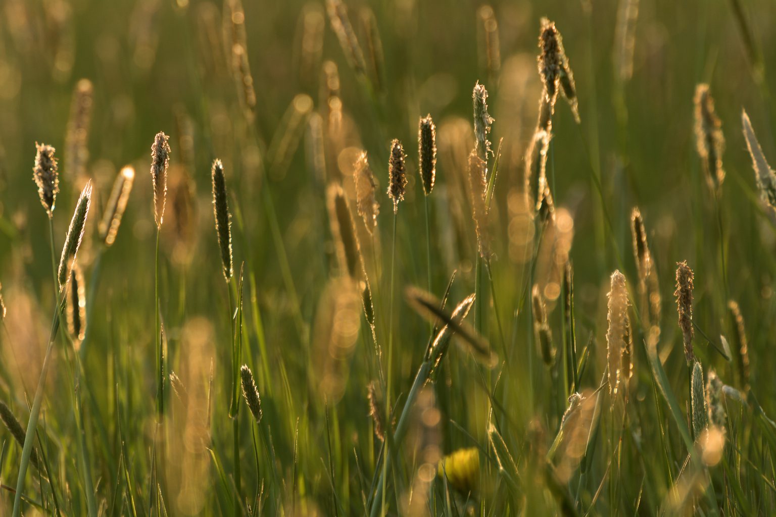 Summer Evening Meadow | Copyright-free photo (by M. Vorel) | LibreShot
