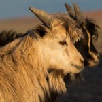 Goats | Free Stock Photo | LibreShot