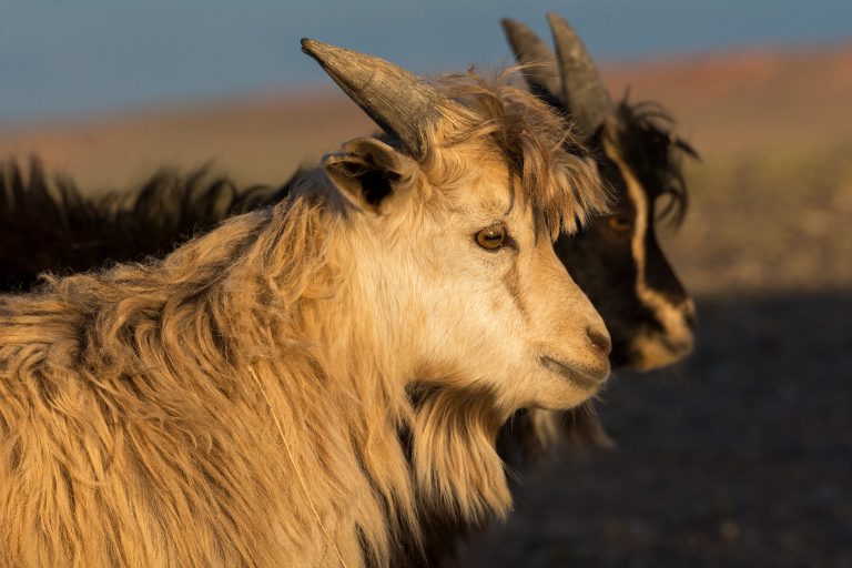 Cashmere Goats in Mongolia | Copyright-free photo (by M. Vorel) | LibreShot