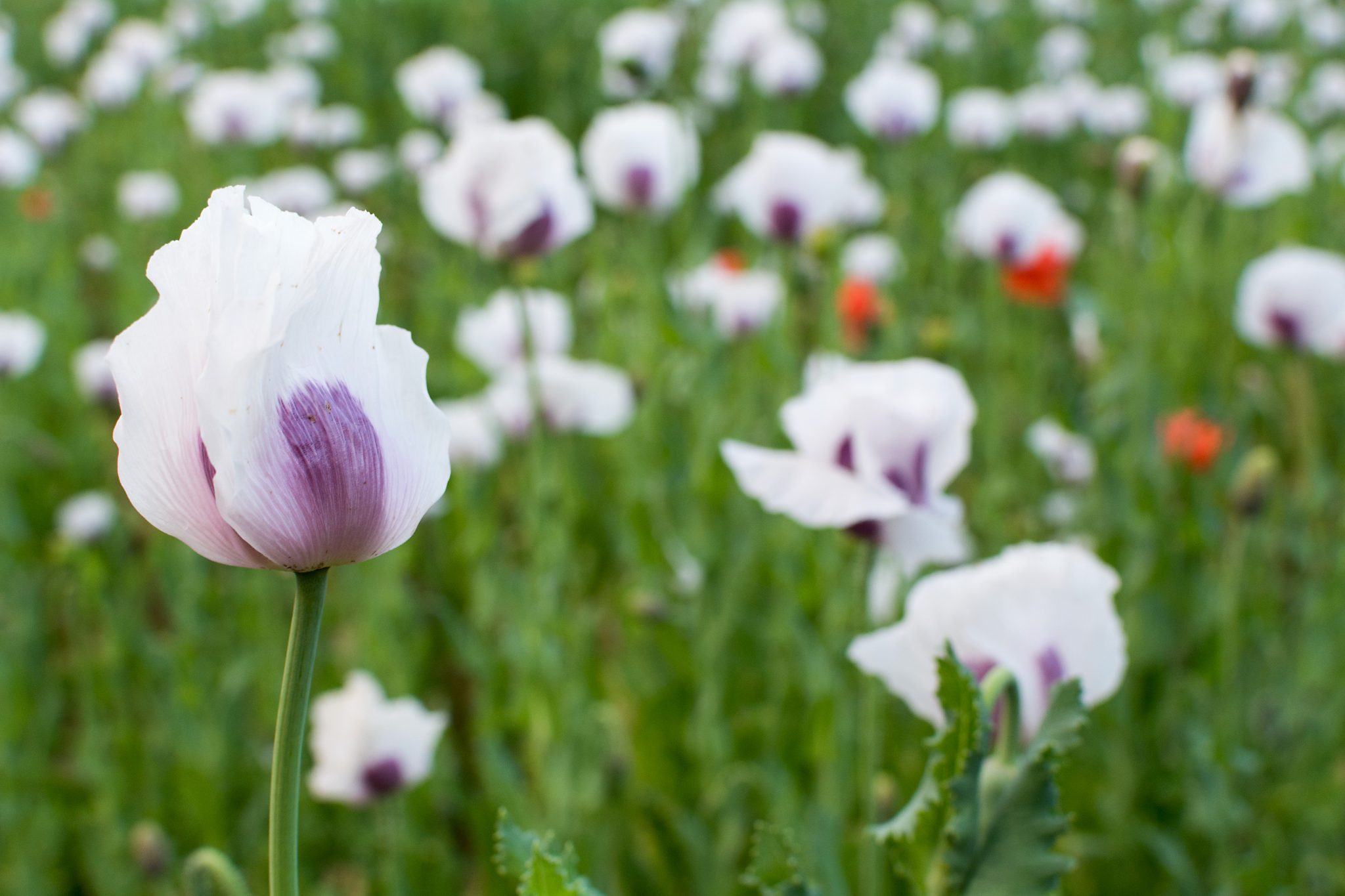 White Poppy Field | Copyright-free photo (by M. Vorel) | LibreShot