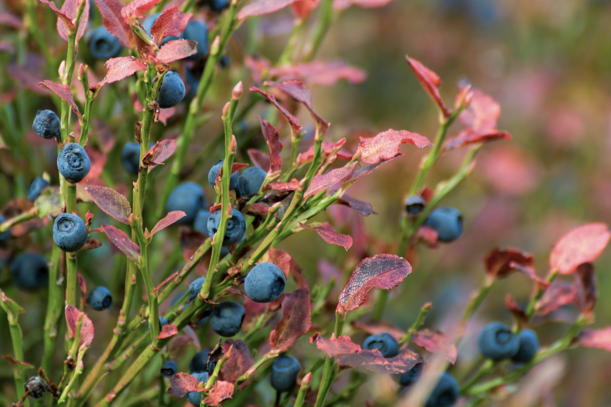 Blueberry Bush Close-up | Copyright-free photo (by M. Vorel) | LibreShot