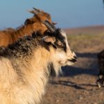 Goats | Free Stock Photo | LibreShot