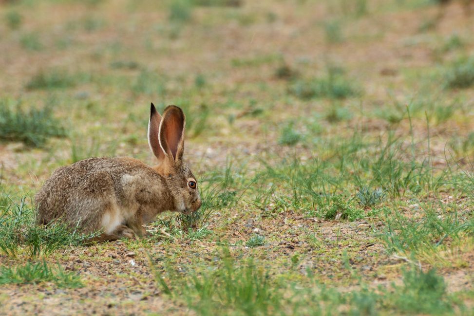 Tolai Hare in Mongolia | Copyright-free photo (by M. Vorel) | LibreShot