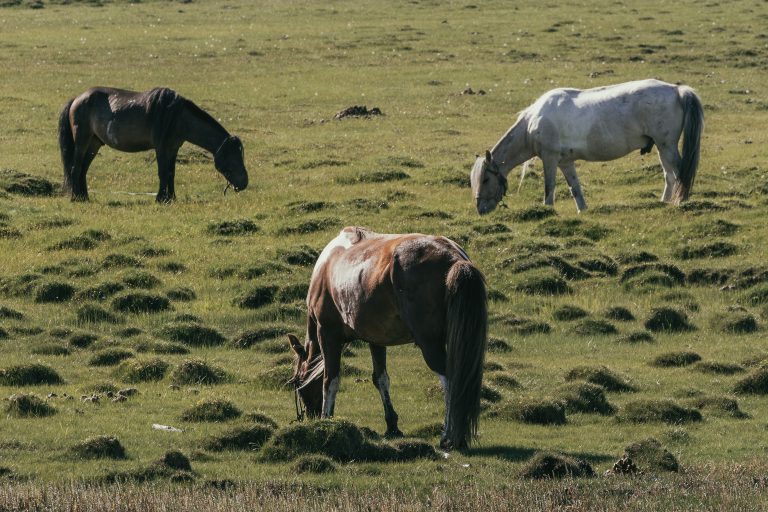 Three Grazing Horses | Copyright-free photo (by M. Vorel) | LibreShot
