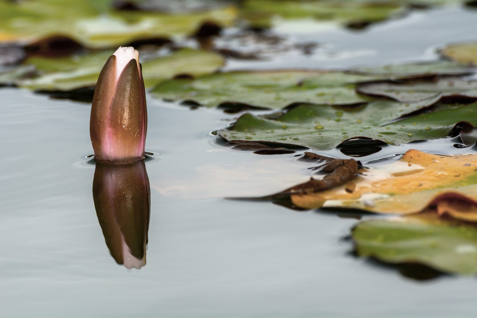 Water Lily Bud | Copyright-free photo (by M. Vorel) | LibreShot