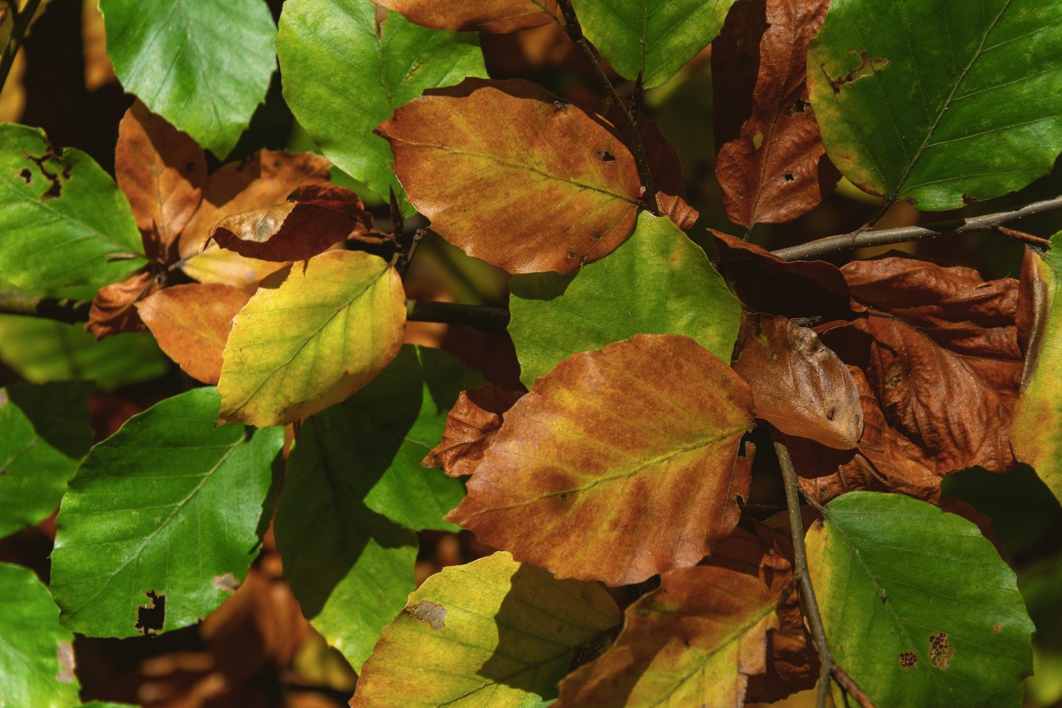 Colorful Foliage | Copyright-free photo (by M. Vorel) | LibreShot