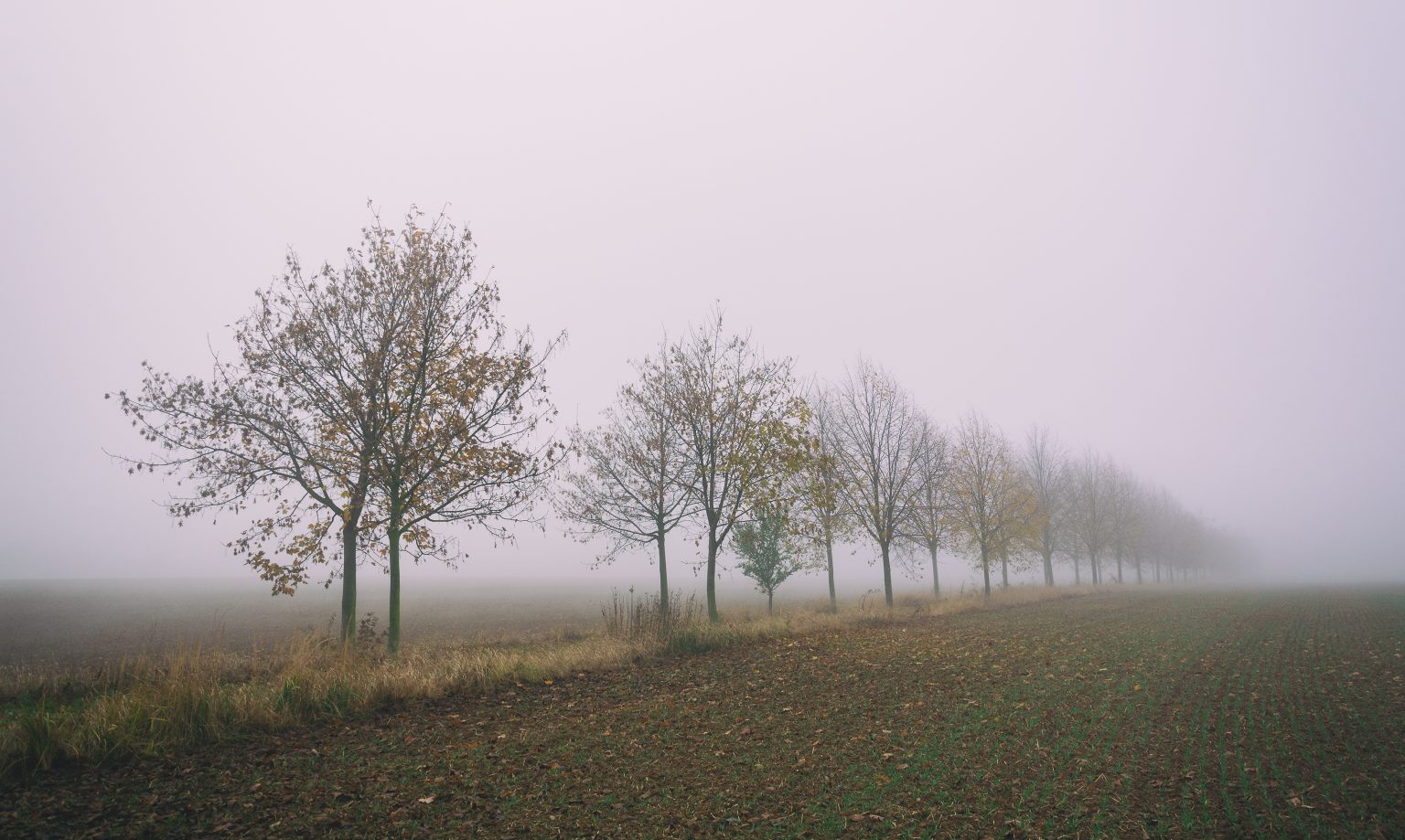A Row of Trees Disappearing in the Fog | Copyright-free photo (by M ...
